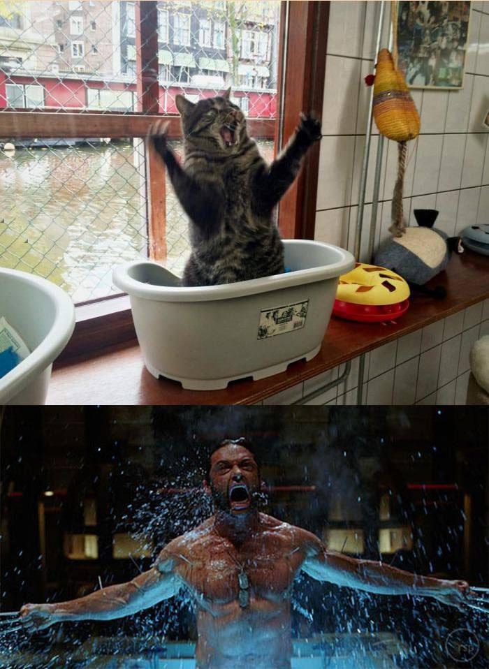 Wolverine Cat Memes Profile For Weston Wolverine