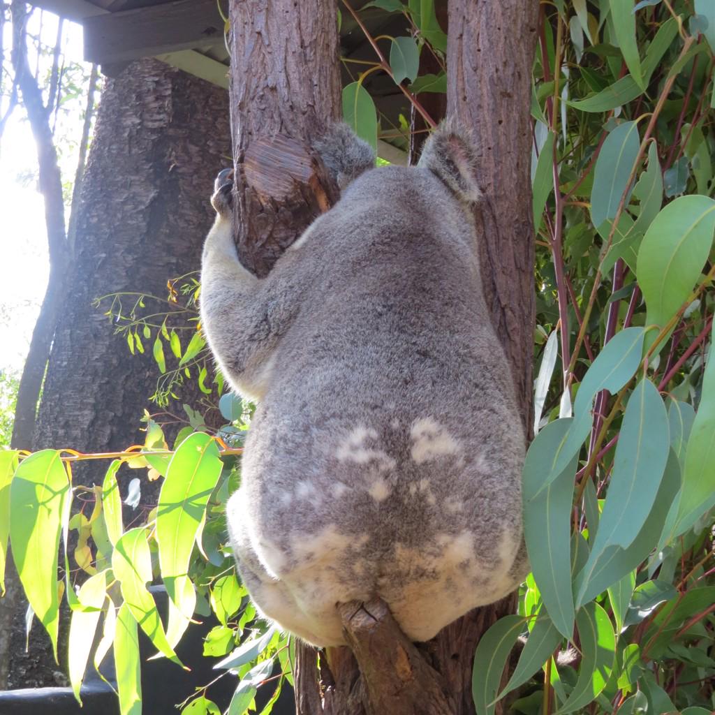 Koala Butt