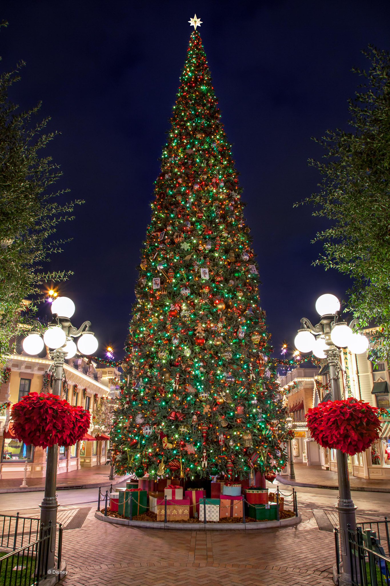 Disneyland Christmas Tree At Night