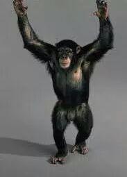Ape With Arms Up