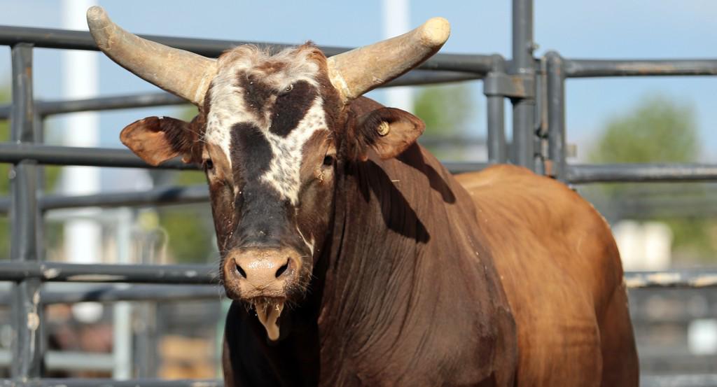 Bushwacker Bull