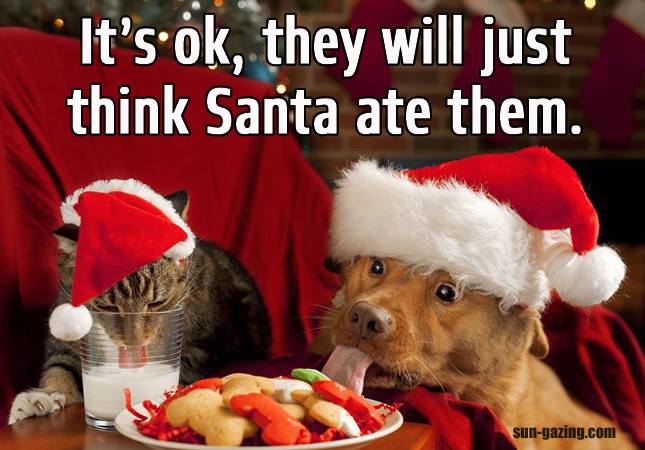 It's okay, they will just think #santa ate them. #woof #christmas # ...