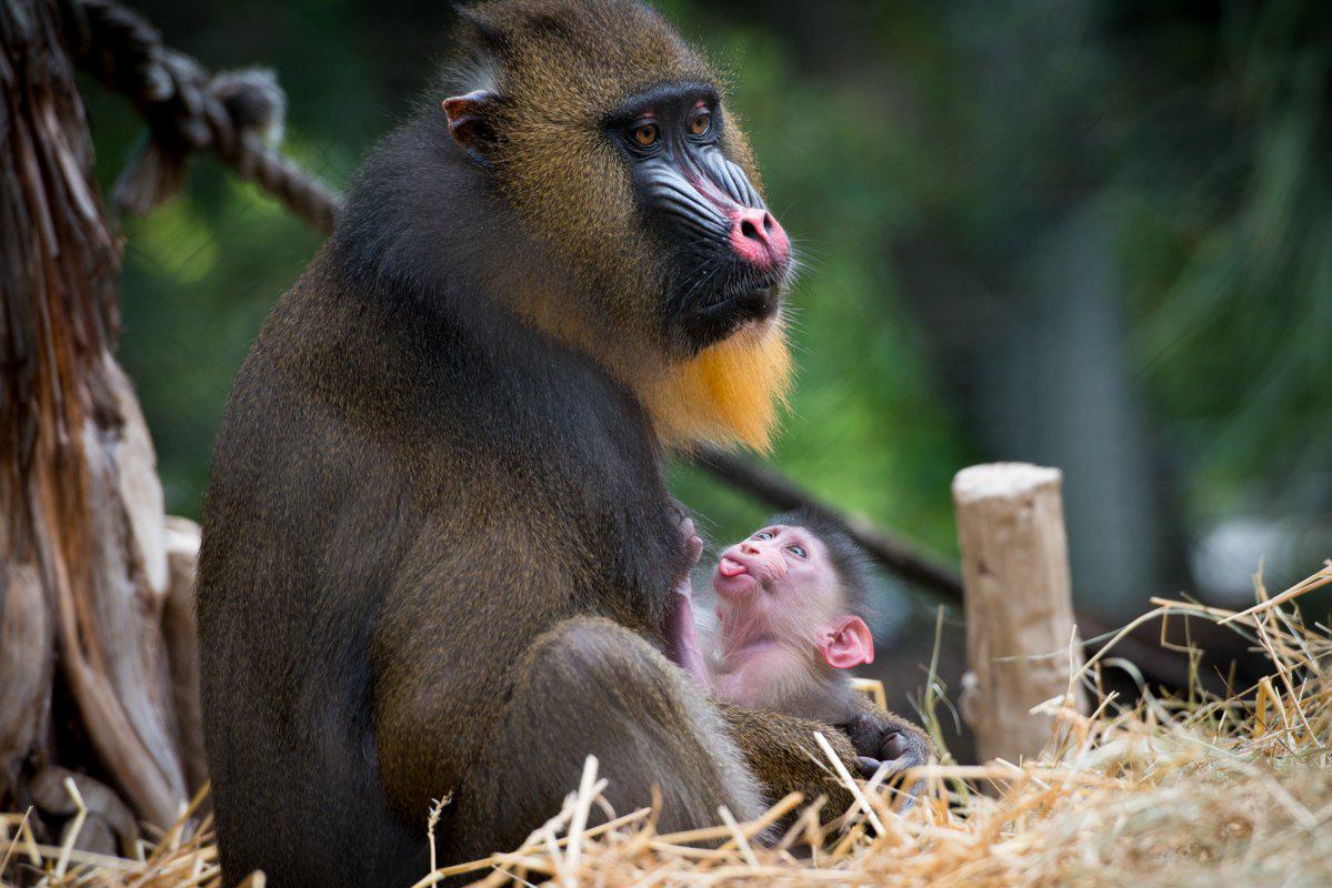 Mandrill Baby