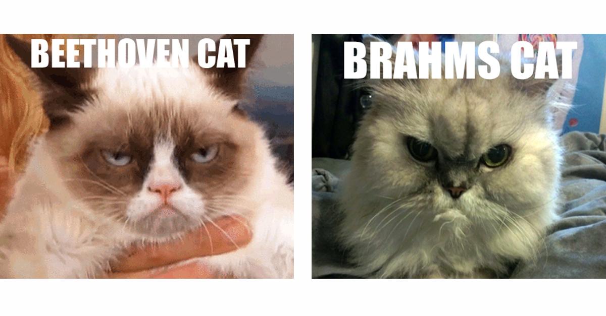 Grumpy Cat Memes Tumblr