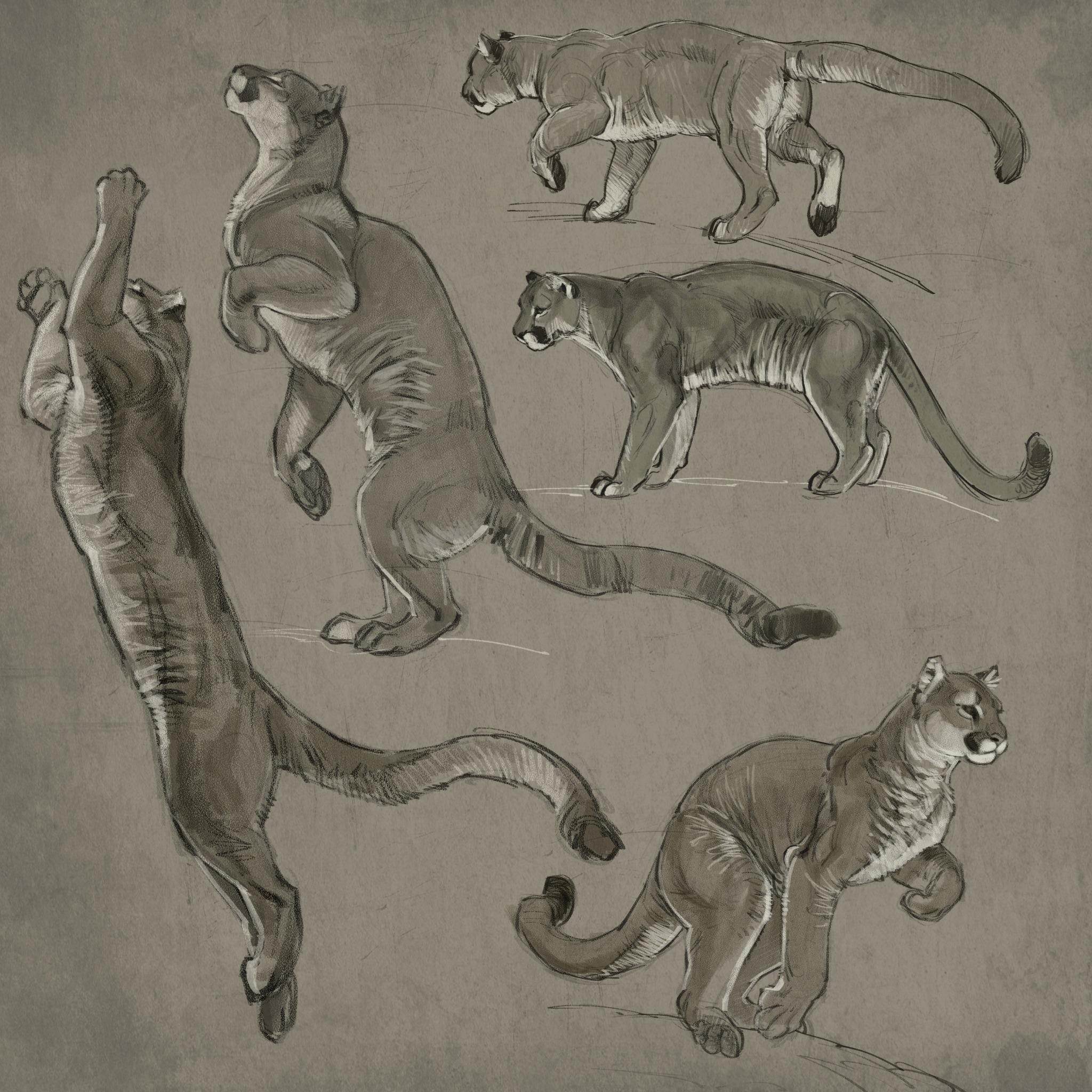 How To Draw A Wild Cat Step By Step