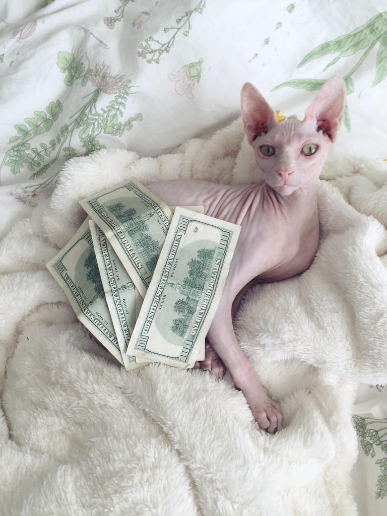 Cat With Money Tumblr