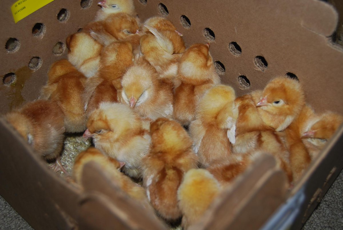 From Scratch Farm (@FromScratchFarm) | Twitter