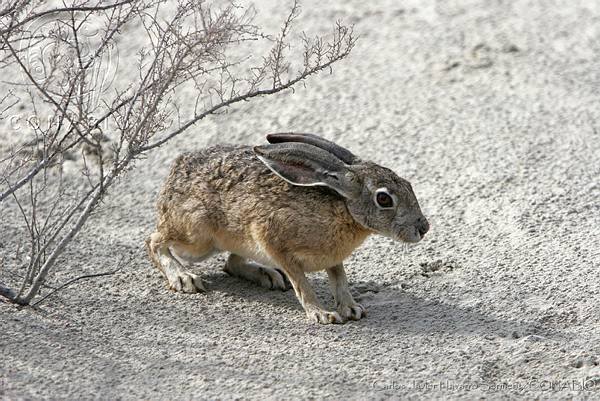 La liebre de cola negra vive únicamente en las islas magdalena y santa ...