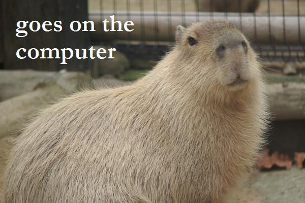 pointy on Twitter: "new meme: computer capybara http://t.co/0gsVzcKN6k" / Twitter