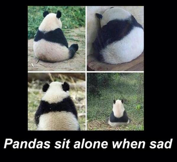 Sad Panda Memes