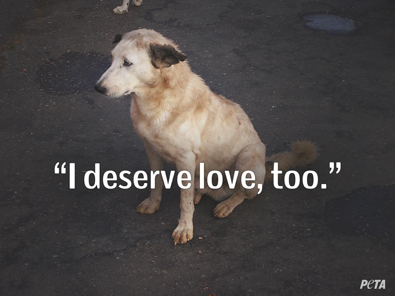 Animal Homelessness Quotes Animal Compassion Everywhere Once You