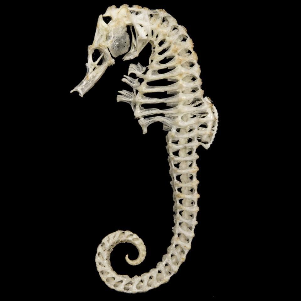 Wall Hangings Wall Décor Seahorse Skeleton Moon Hanging Signs etna.com.pe