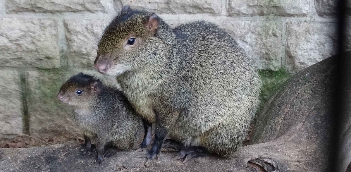 Baby Agouti