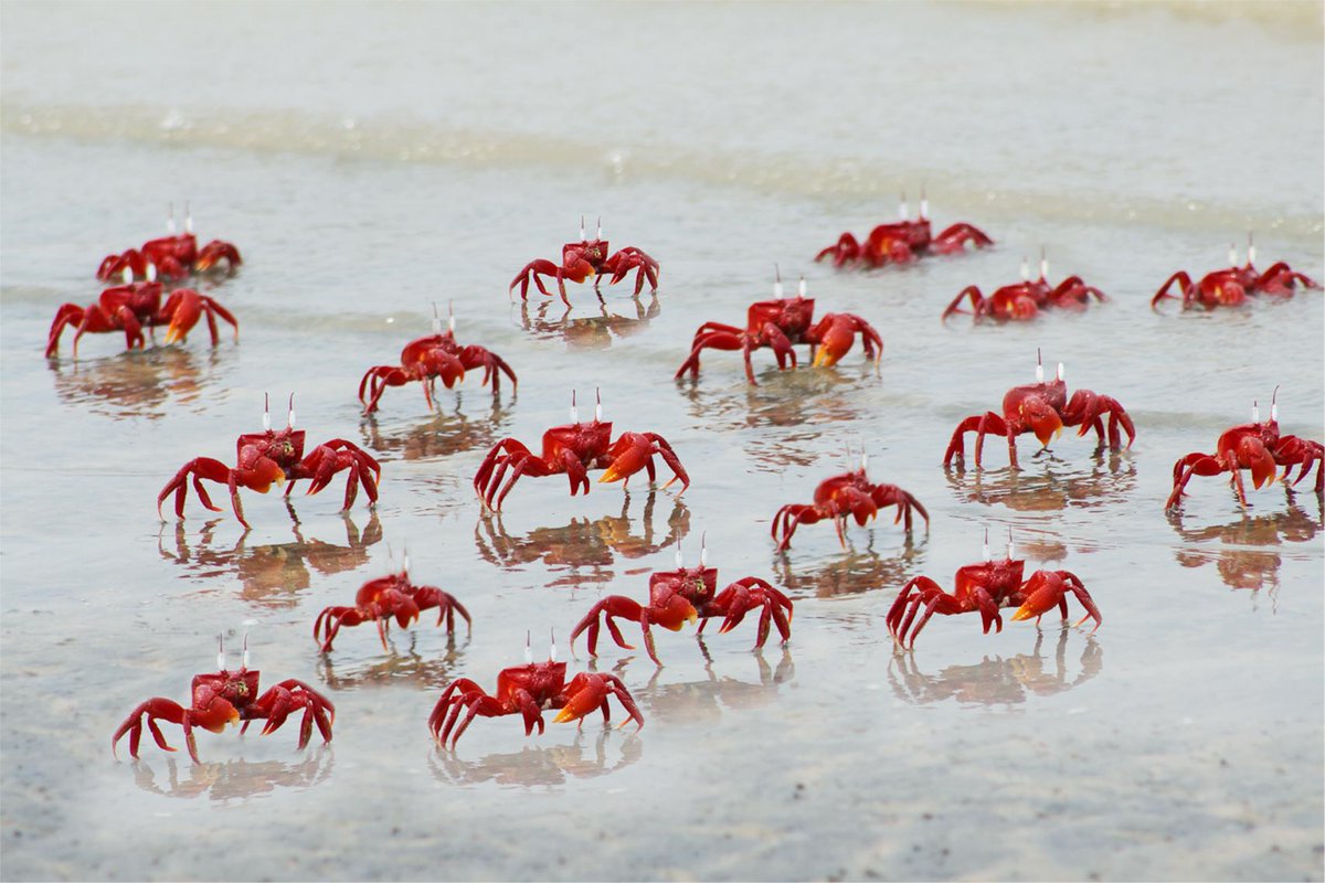 Red Ghost Crabs