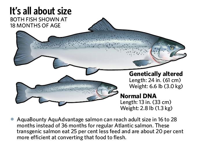 How does aquabounty aquadvantage salmon — or "frankenfish" — taste ...