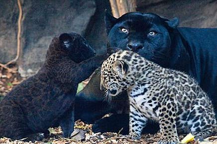 Black Leopard Cubs