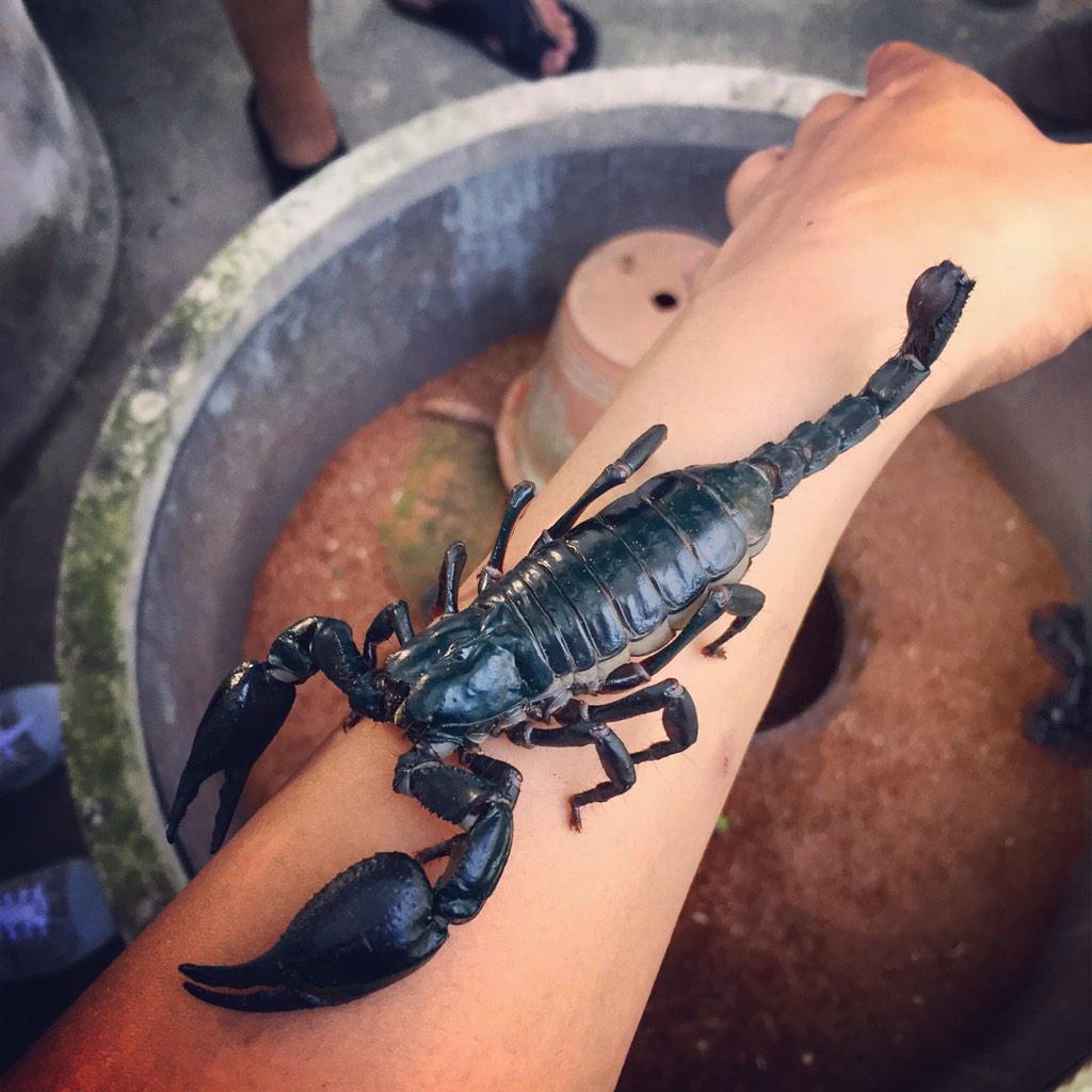 Worlds Largest Scorpion