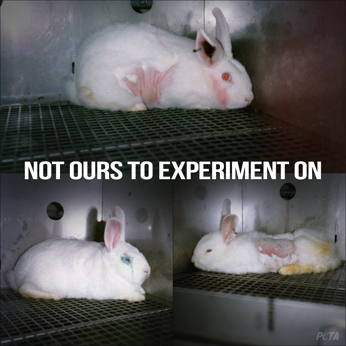 Peta Animal Testing For Cosmetics | Makeupview.co Peta Animal Testing For Cosmetics | Makeupview.co