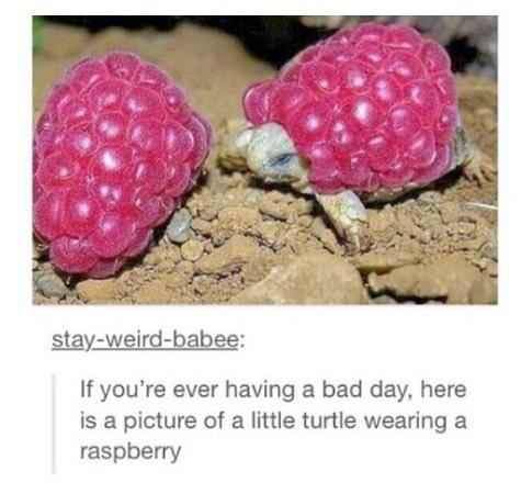 Turtles Wearing Raspberries