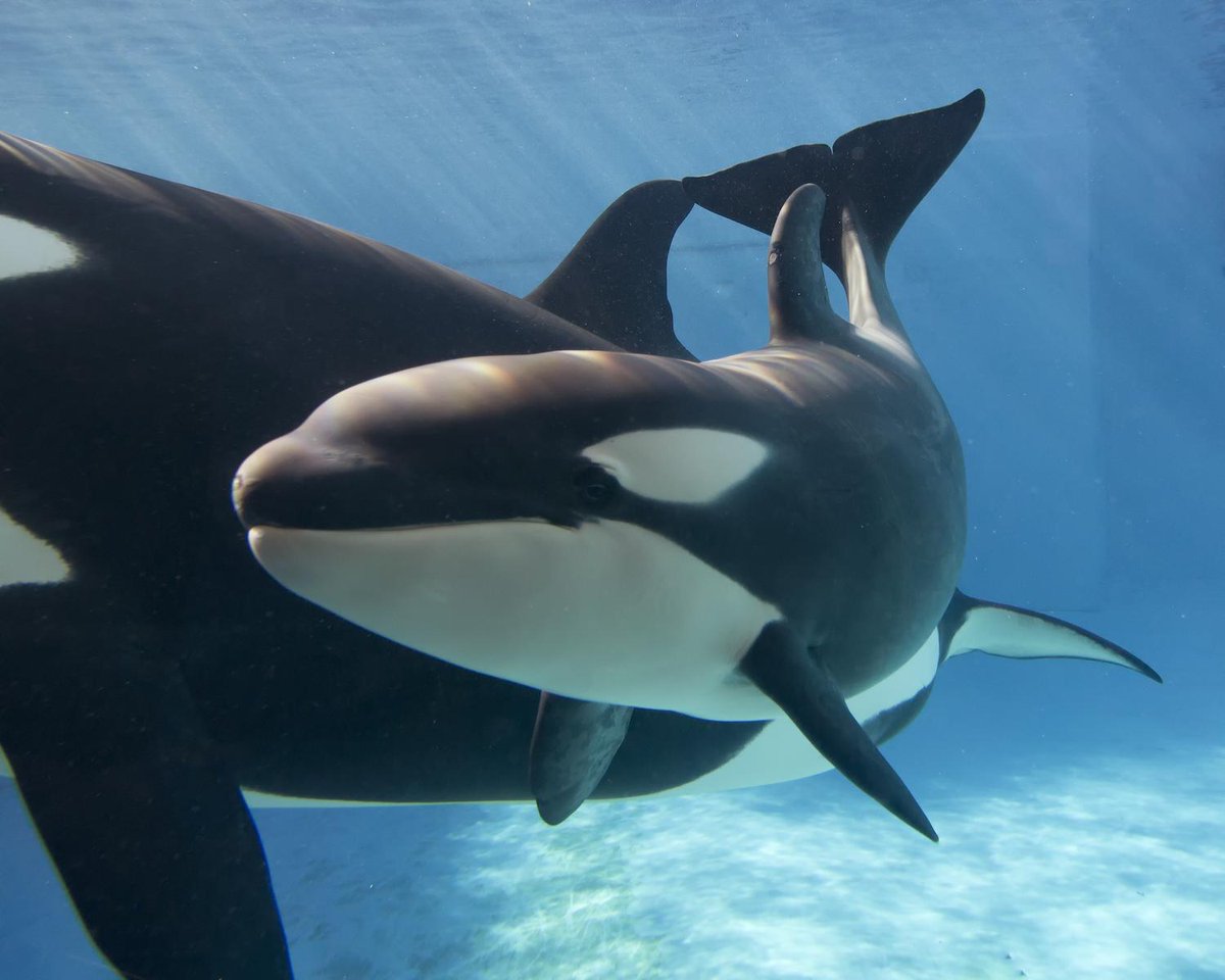 Cute Baby Killer Whale