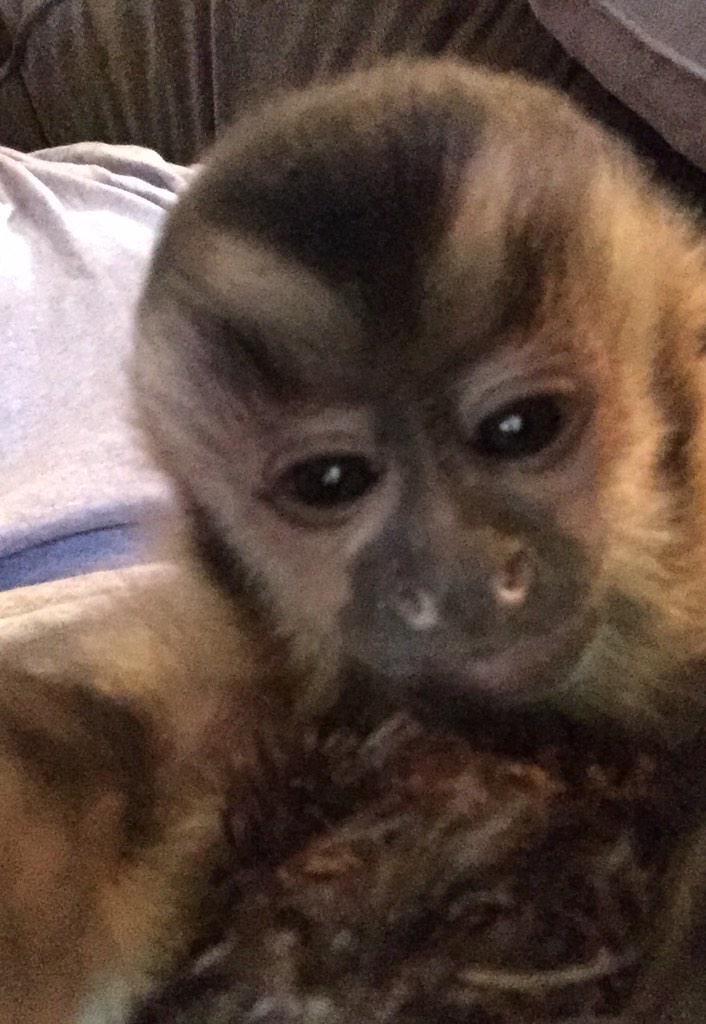 Newborn Capuchin Monkey