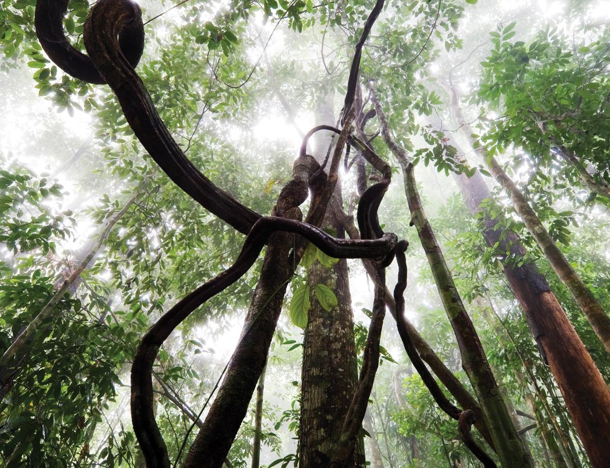 Giant vines are strangling tropical forests, and it's not just down to ...