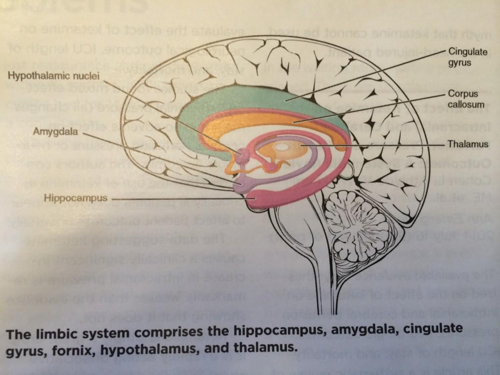 Limbic System Amygdala