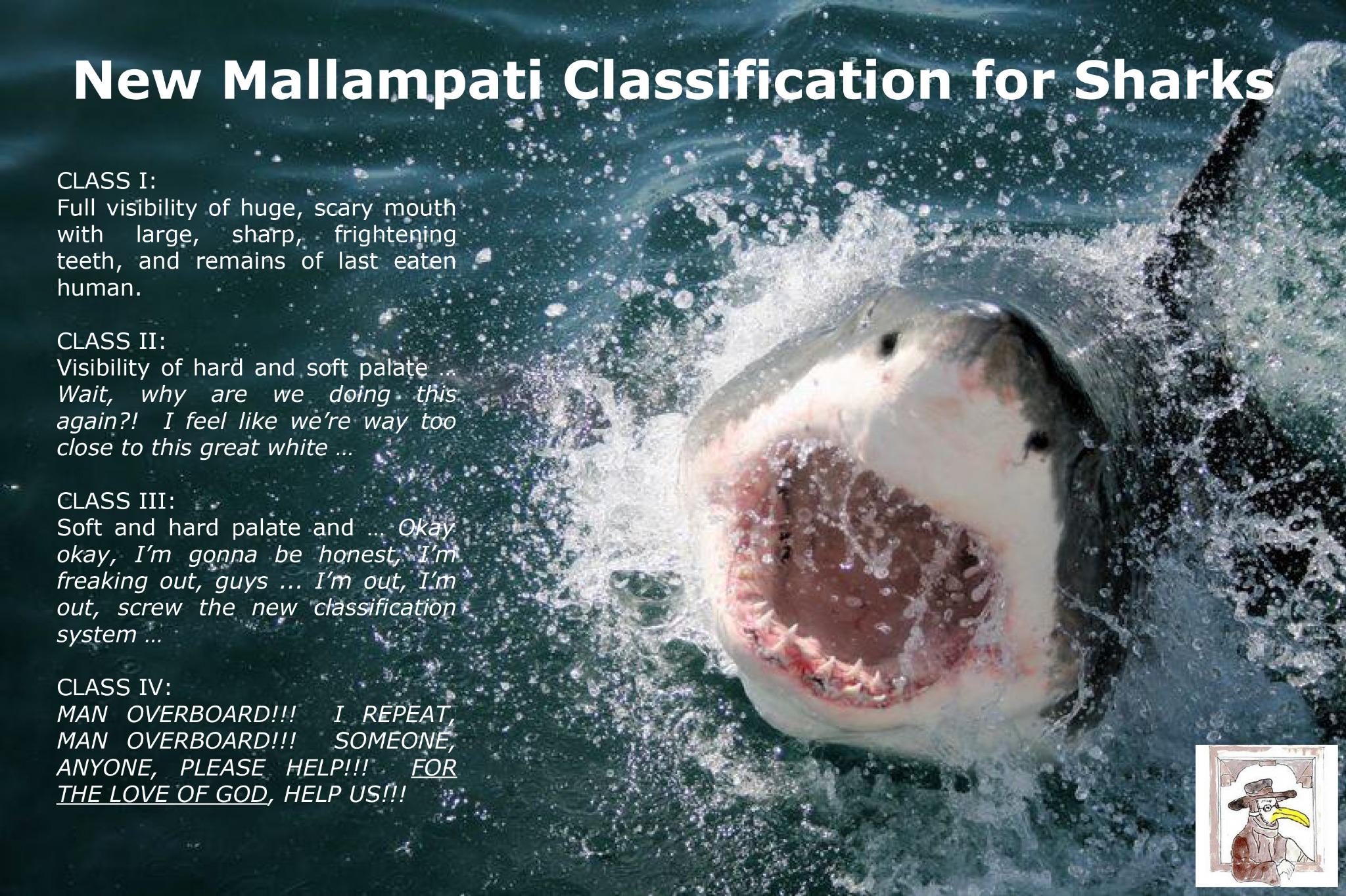 What Classification Is The Shark