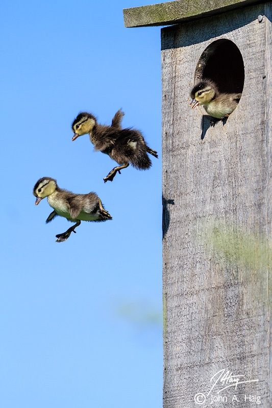 Wood Duck Ducklings Jumping