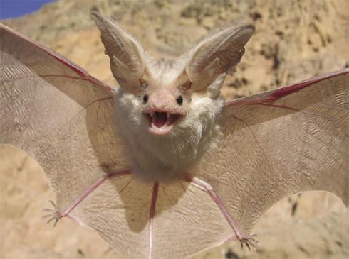 Desert long-eared bats eat scorpions, they take repeated stings to the ...