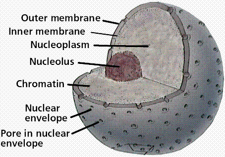 Nucleoplasm In An Animal Cell