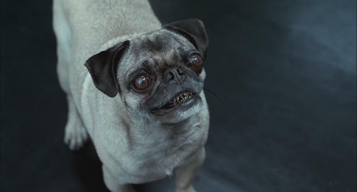 Hombres: ¿Recuerdas a qué película pertenece este adorable #Pug? A La ...