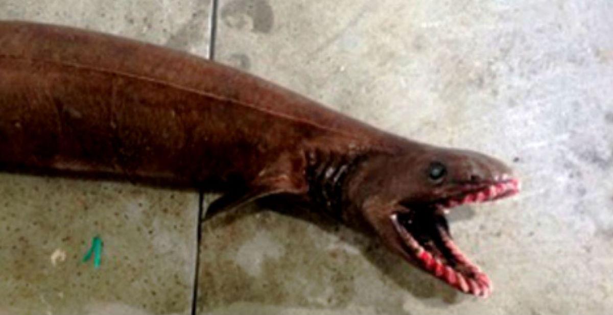 Rate this rare Snake Shark/10 | IGN Boards