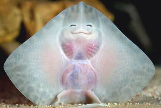 Stingrays Face Cute