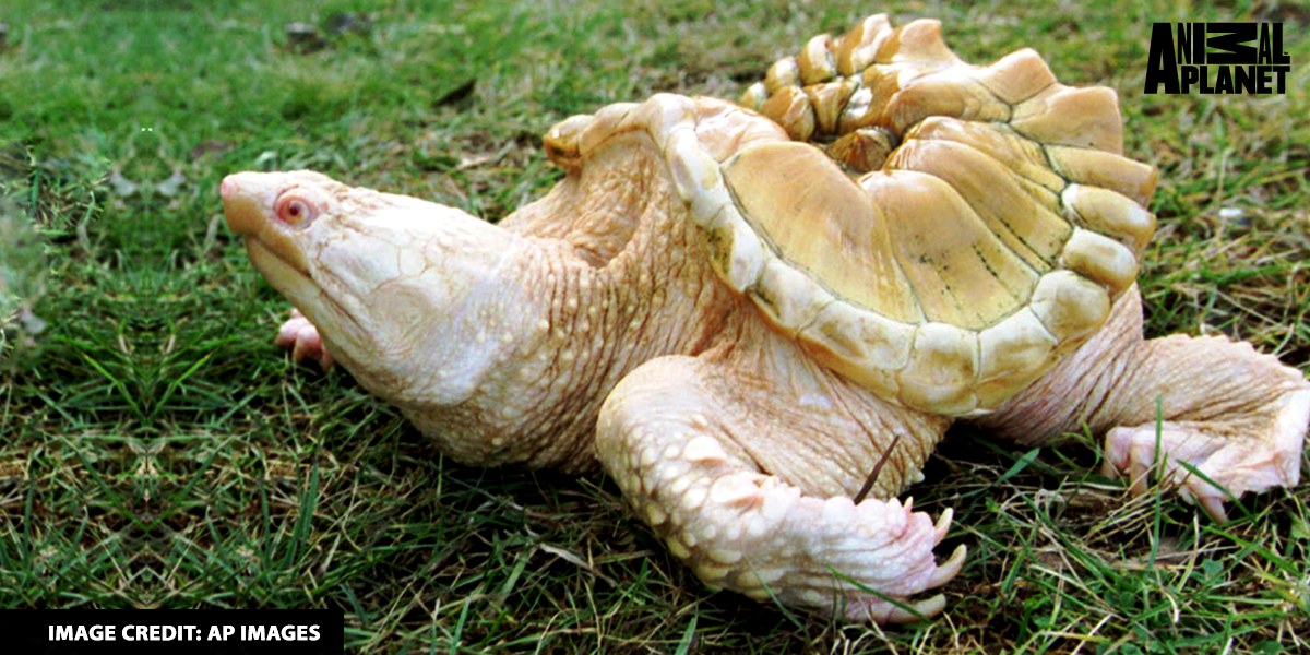 Albino Alligator Snapping Turtle