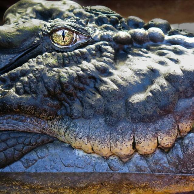 Cassius The Crocodile