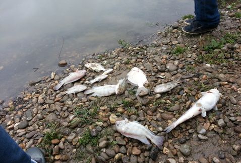 fabiola rosete (@rosete_f) | Twitter