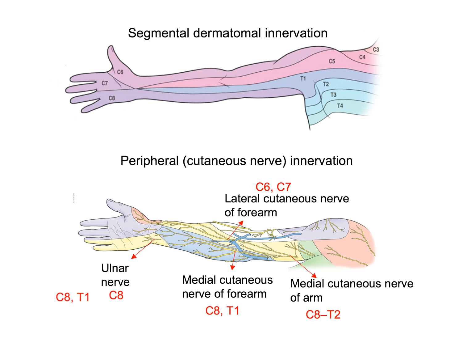 Dermatomes Of The Arm