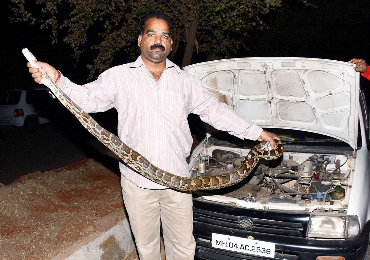 An 8 foot long python removed from under the bonnet of a car outside a ...