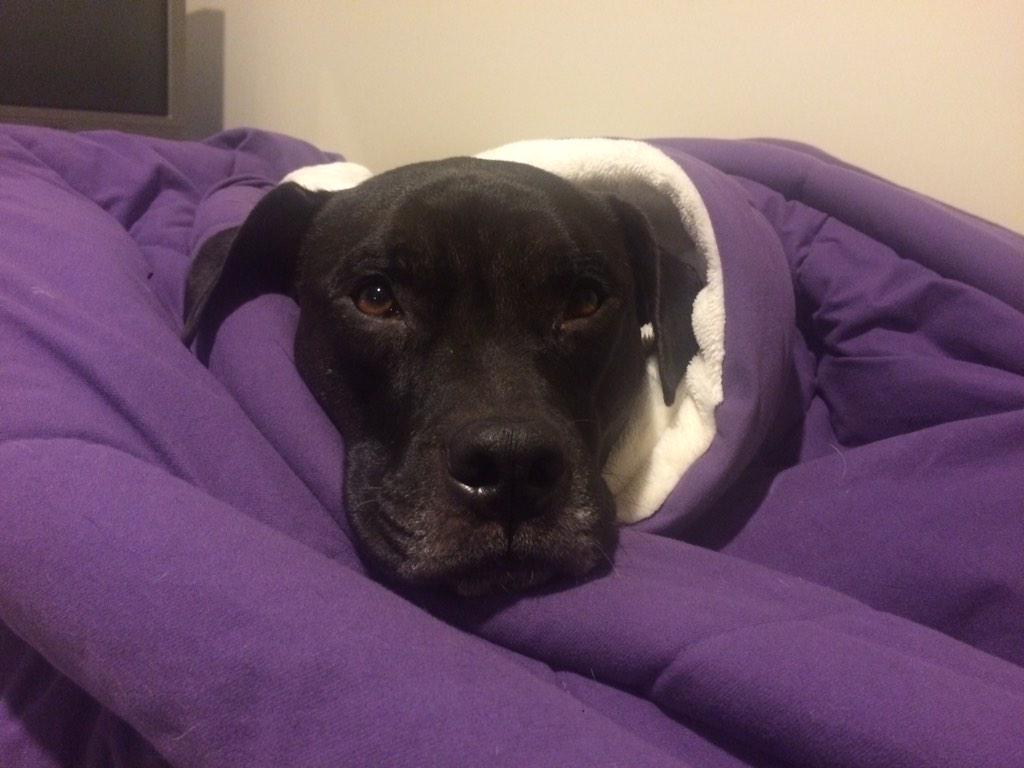 Pitbull Advocate (@BSL_is_whack) | Twitter