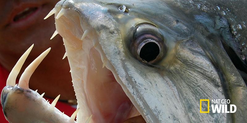 Vampire Fish, also known as Payara, earned their name with two dagger ...