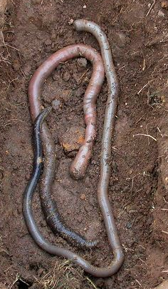 Giant Australian Earthworm