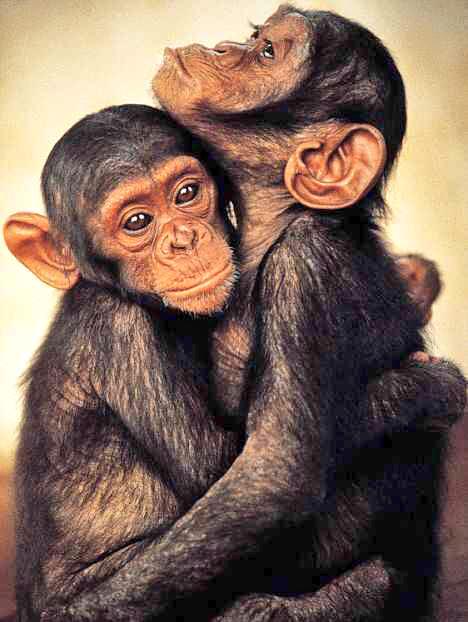 Live Monkey Brain Delicacy