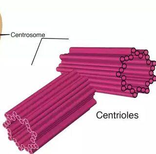 Centrioles Drawing