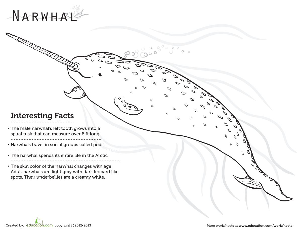 Coloring Pages Of Narwhals