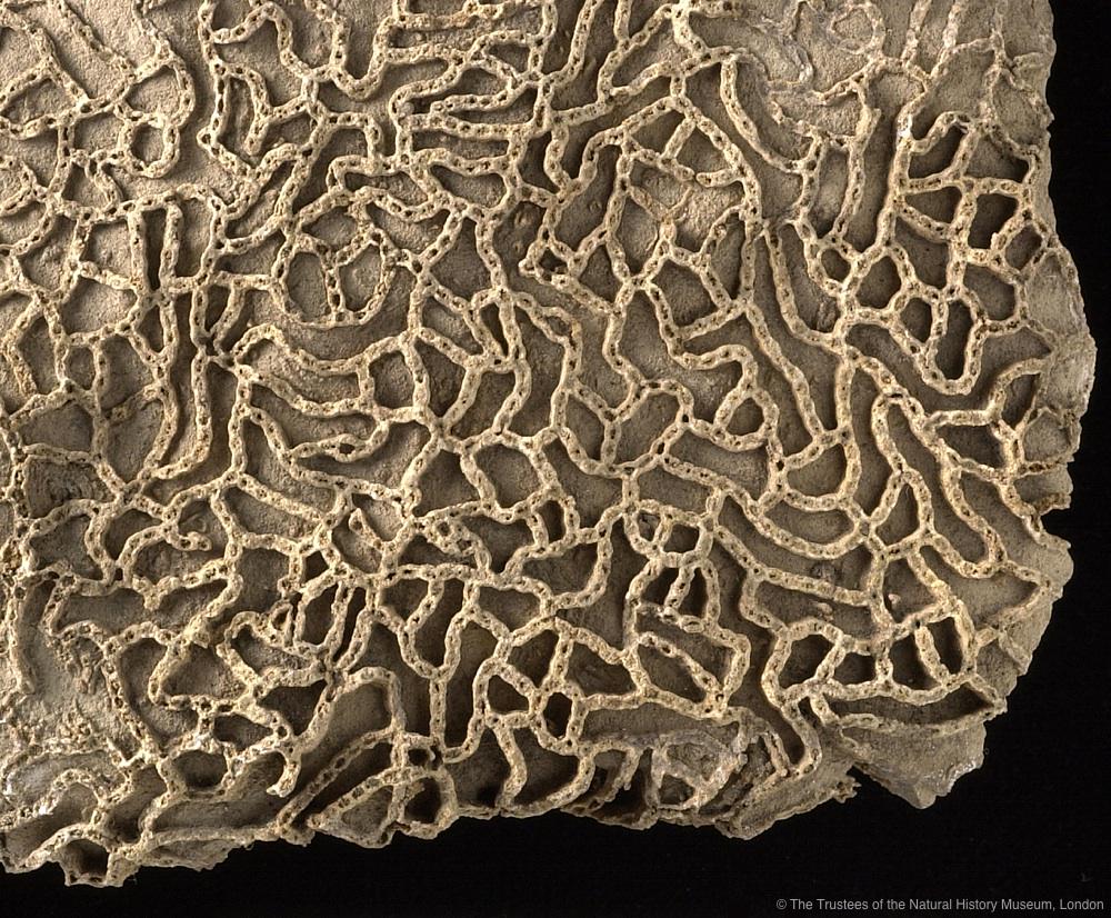 With Corals on our mind this FossilFriday here's a tabulate chain coral ...