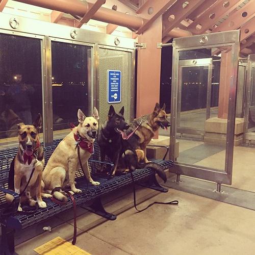 Does Caltrain Allow Dogs