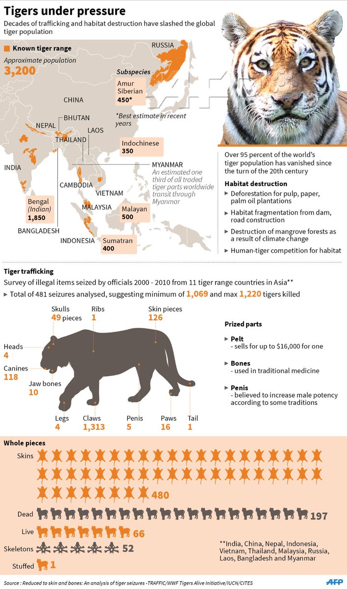 Wild: #INFOGRAPHIC Wild tigers under pressure from habitat destruction ...