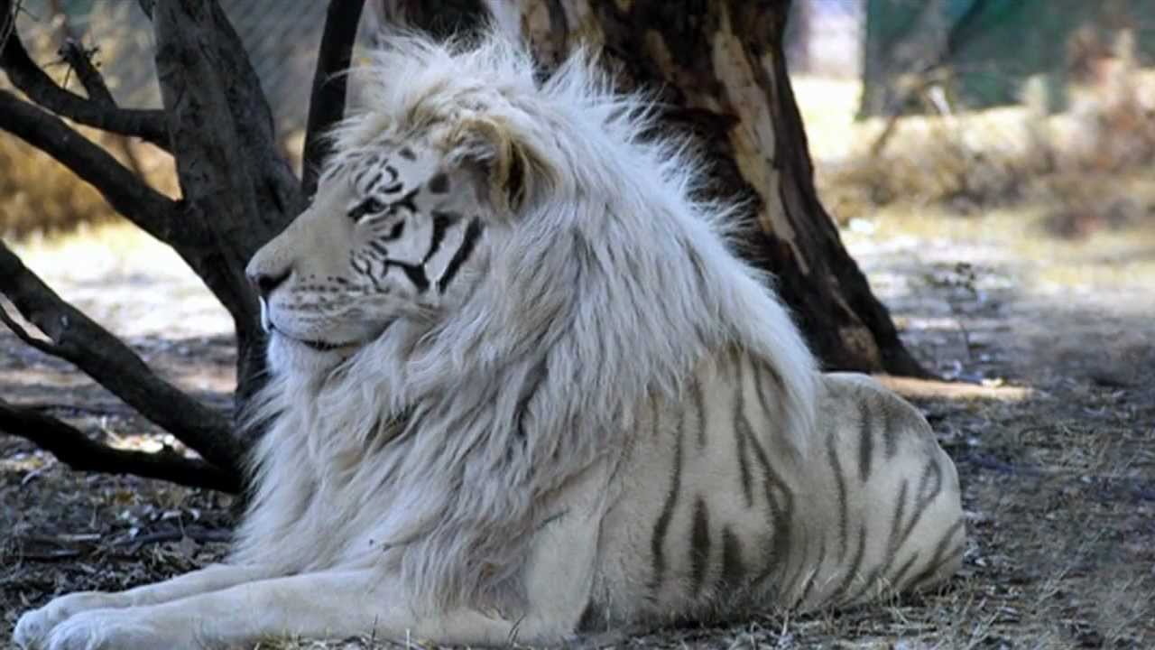 Tiger Lion Crossbreed