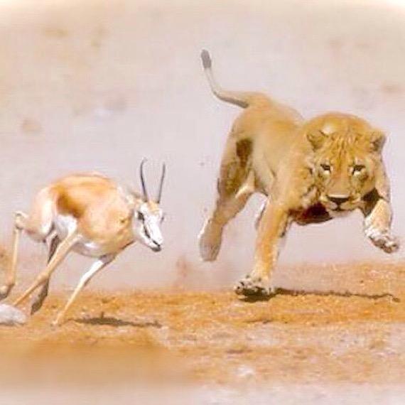 Lion Chasing Antelope